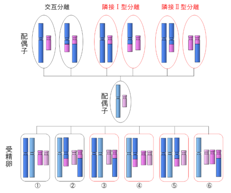 PGT-SR（着床前胚染色体構造異常検査）について | 不妊治療 京野アートクリニック高輪（東京 港区 品川）